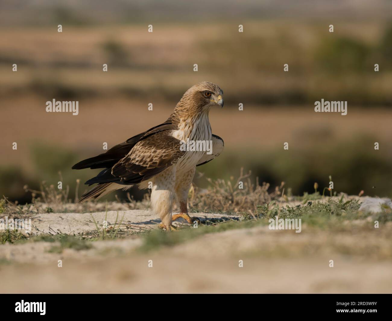 Booted eagle, Hieraaetus pennatus, single bird on ground, Spain, July ...