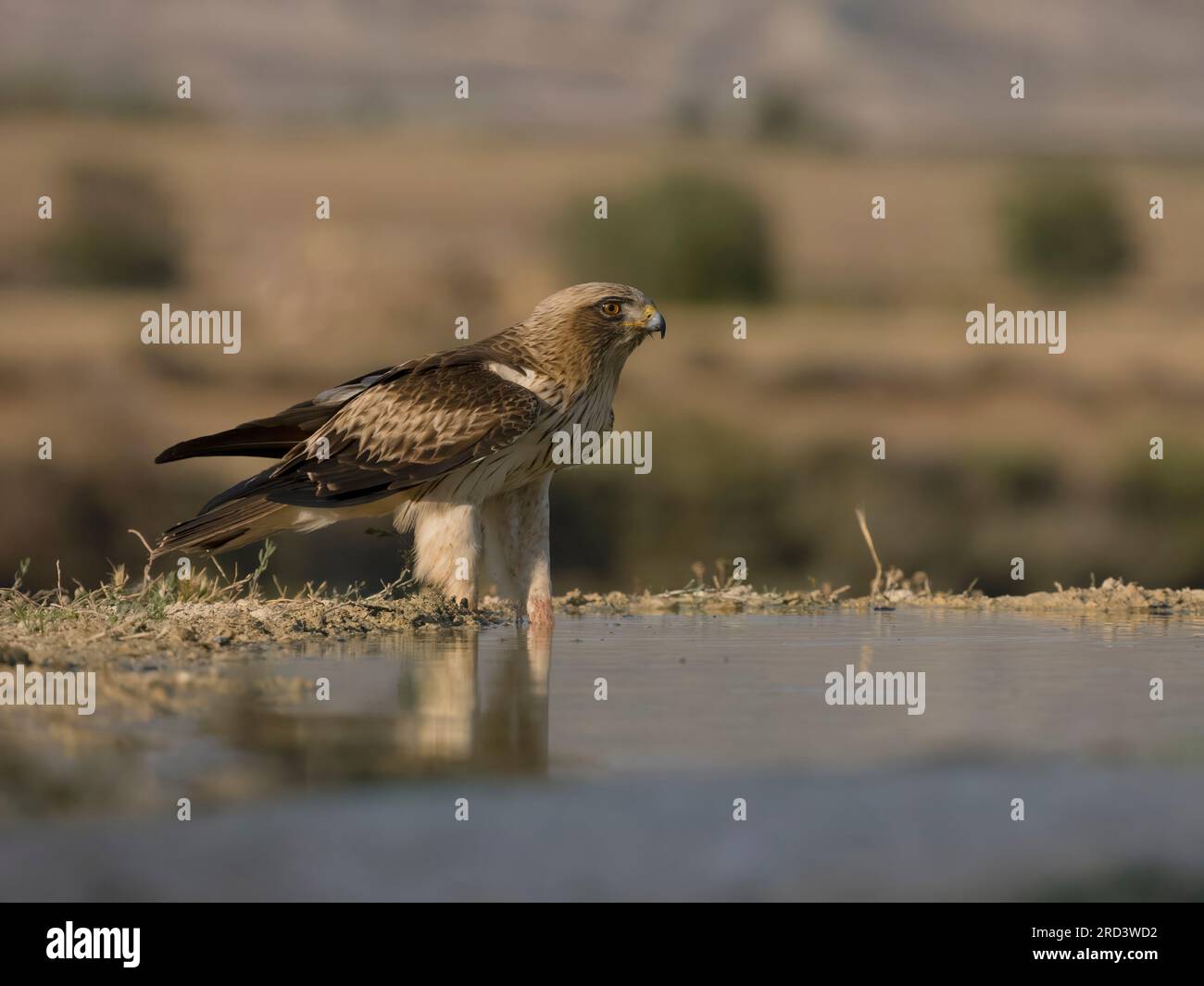 Booted eagle, Hieraaetus pennatus, single bird by water, Spain, July ...