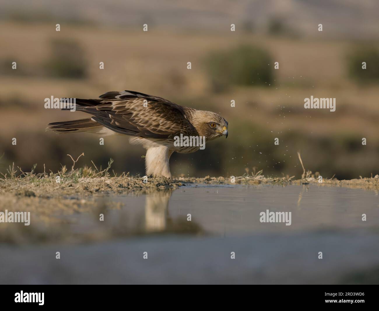 Booted eagle, Hieraaetus pennatus, single bird by water, Spain, July ...