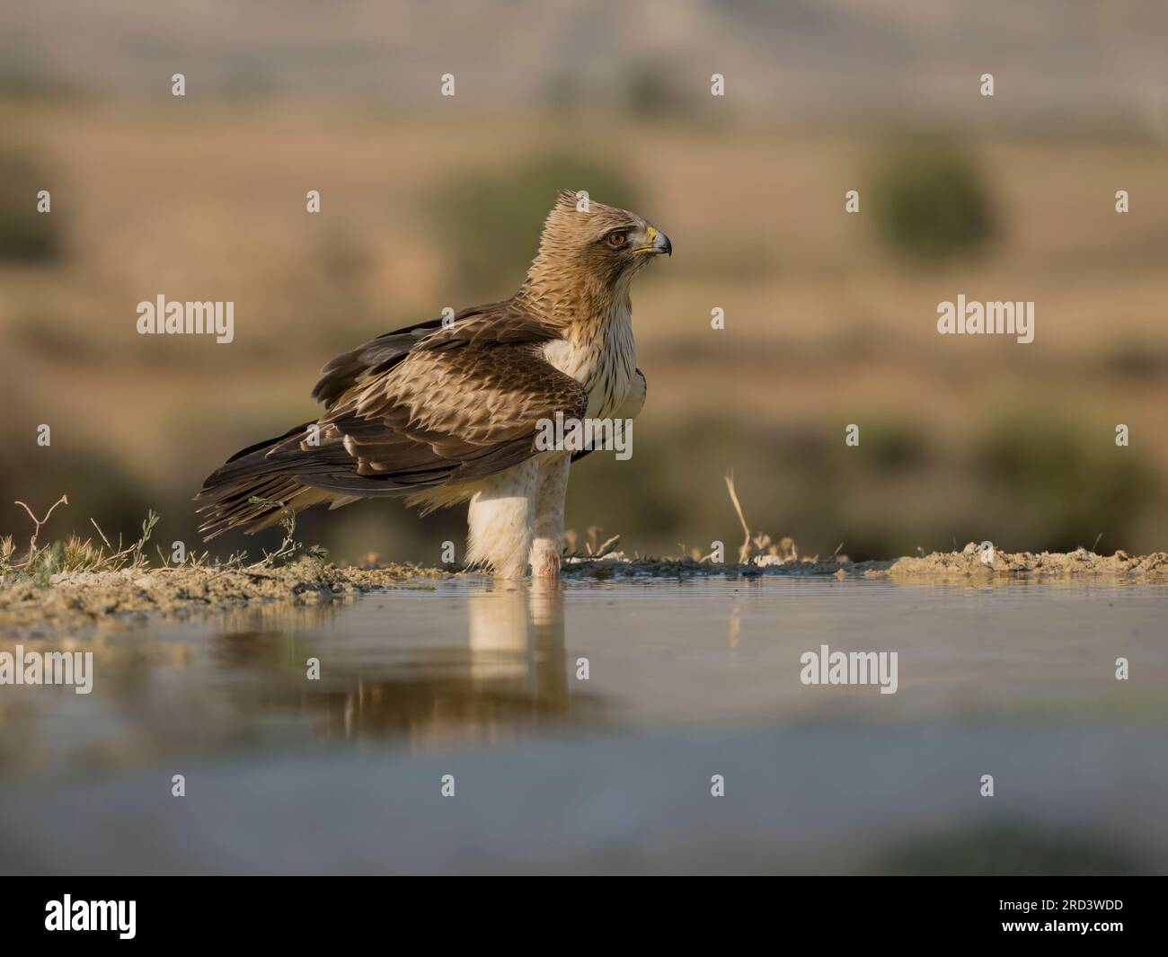 Booted eagle, Hieraaetus pennatus, single bird by water, Spain, July ...