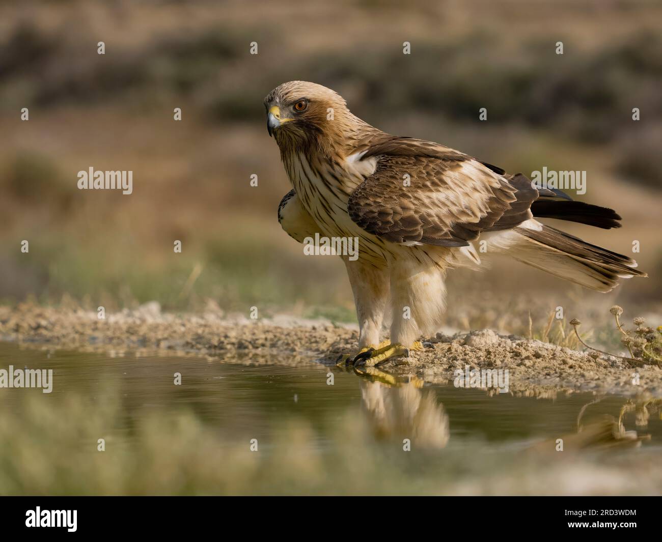 Booted eagle, Hieraaetus pennatus, single bird by water, Spain, July ...