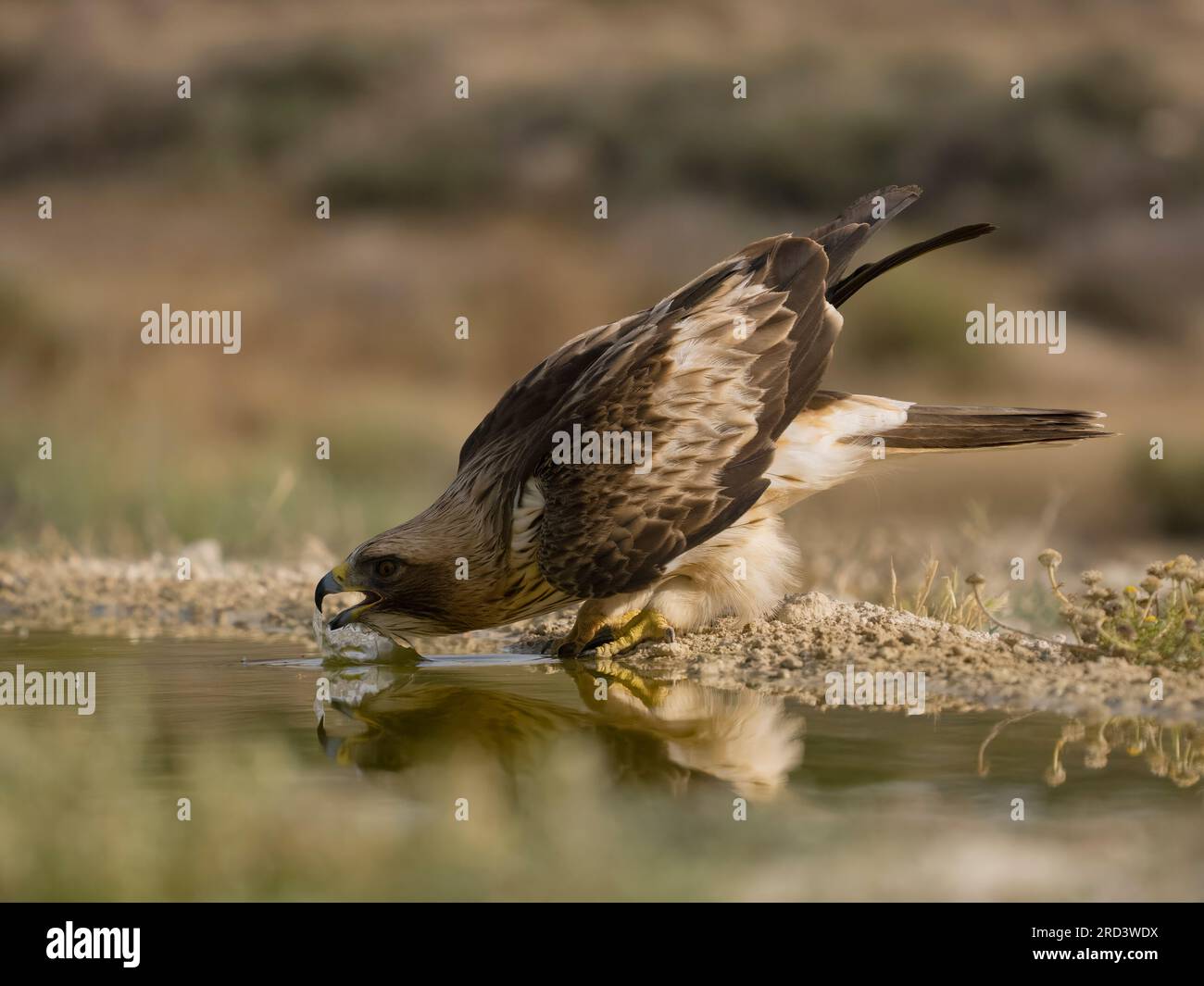 Booted eagle, Hieraaetus pennatus, single bird by water, Spain, July ...