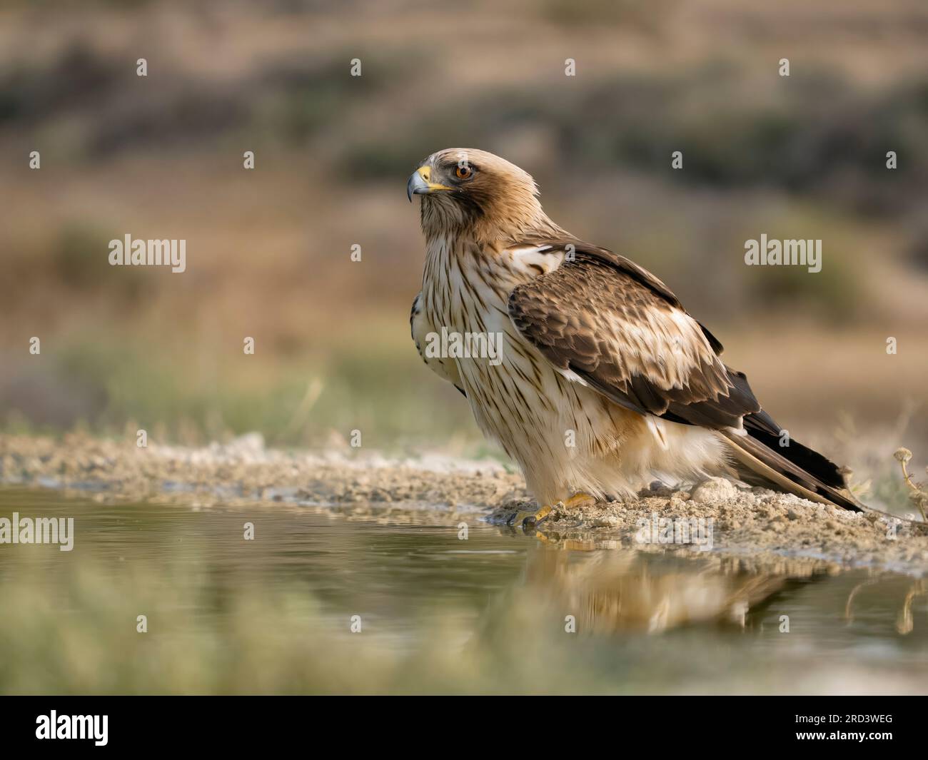 Booted eagle, Hieraaetus pennatus, single bird by water, Spain, July ...