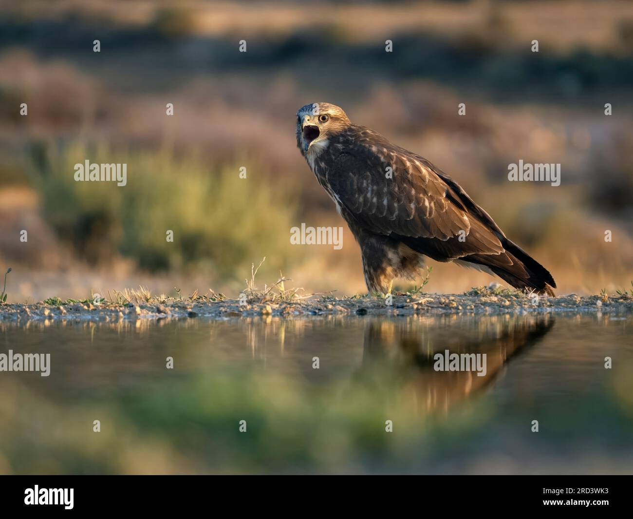 Common buzzard, Buteo buteo, single bird by water, Spain, July 2023 ...