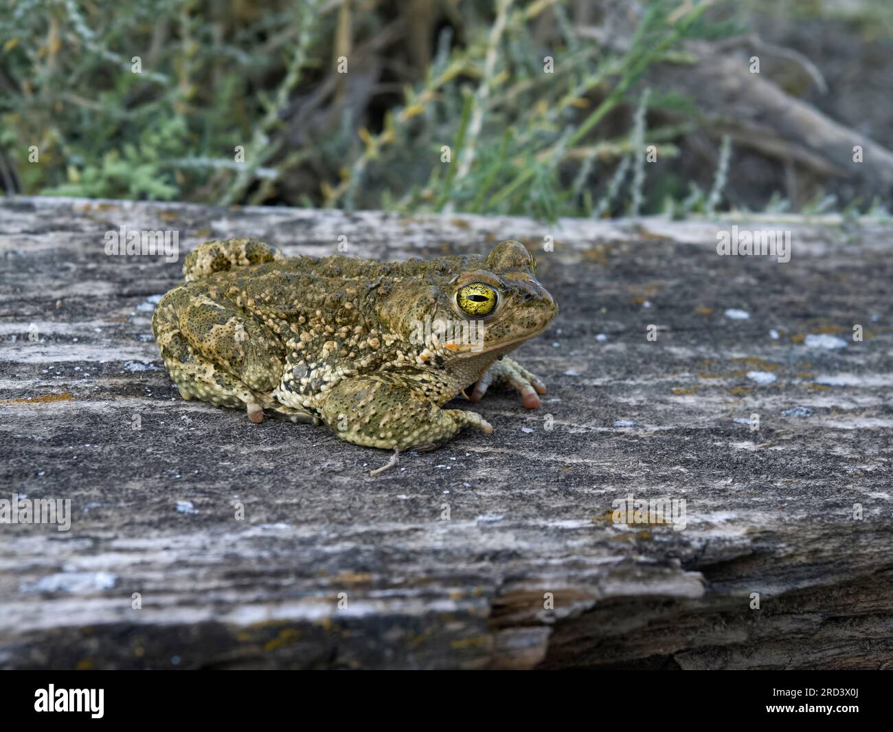 Natterjack toad, Epidalea calamita, single toad on ground, Spain, July ...