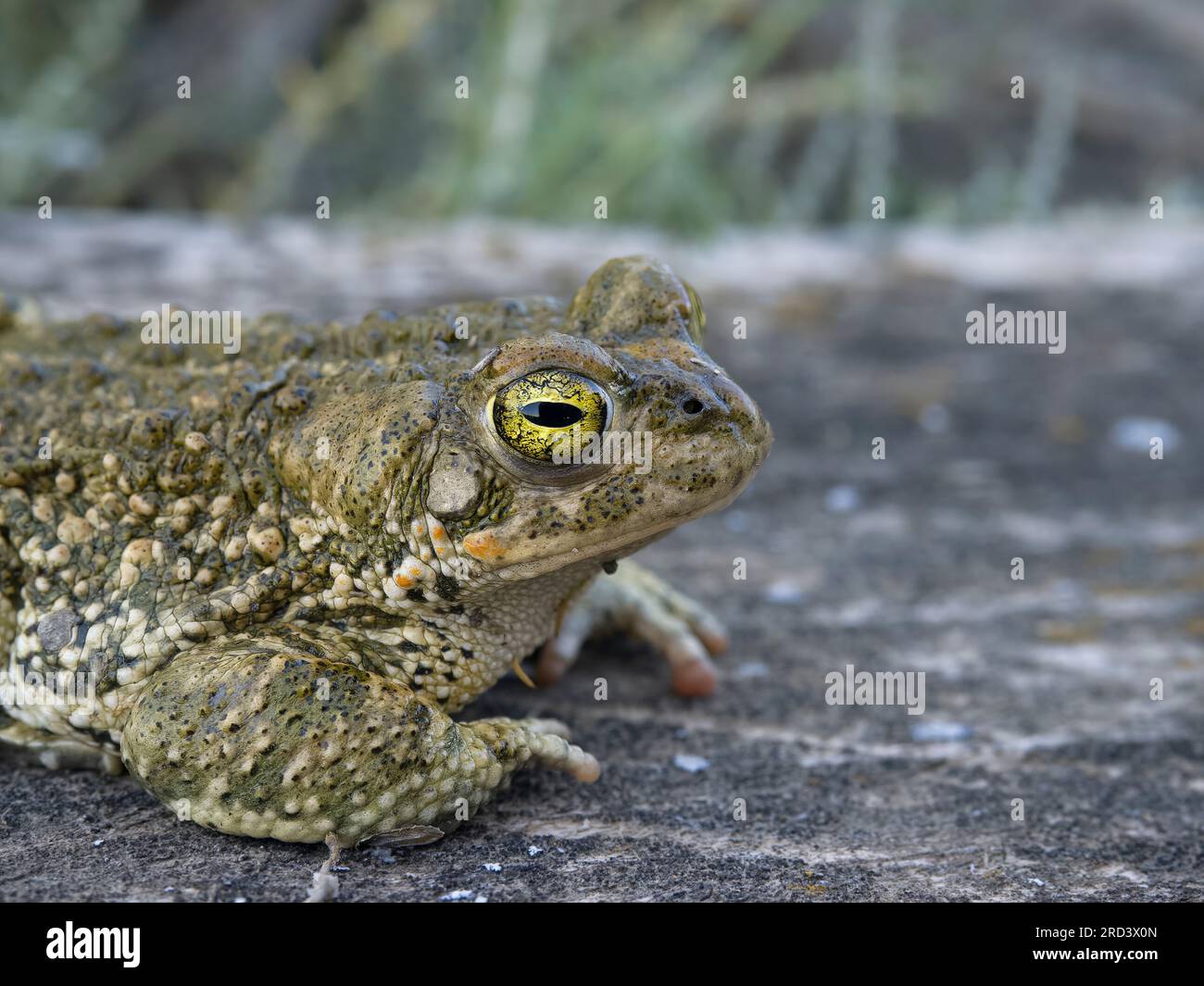 Natterjack toad, Epidalea calamita, single toad on ground, Spain, July ...