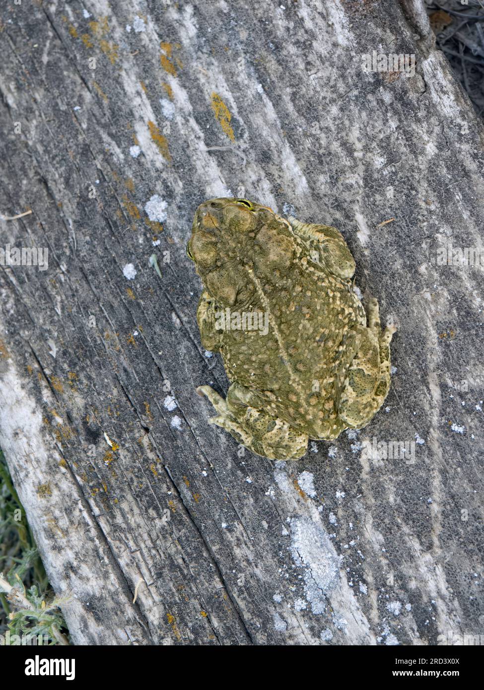 Natterjack toad british hi-res stock photography and images - Alamy