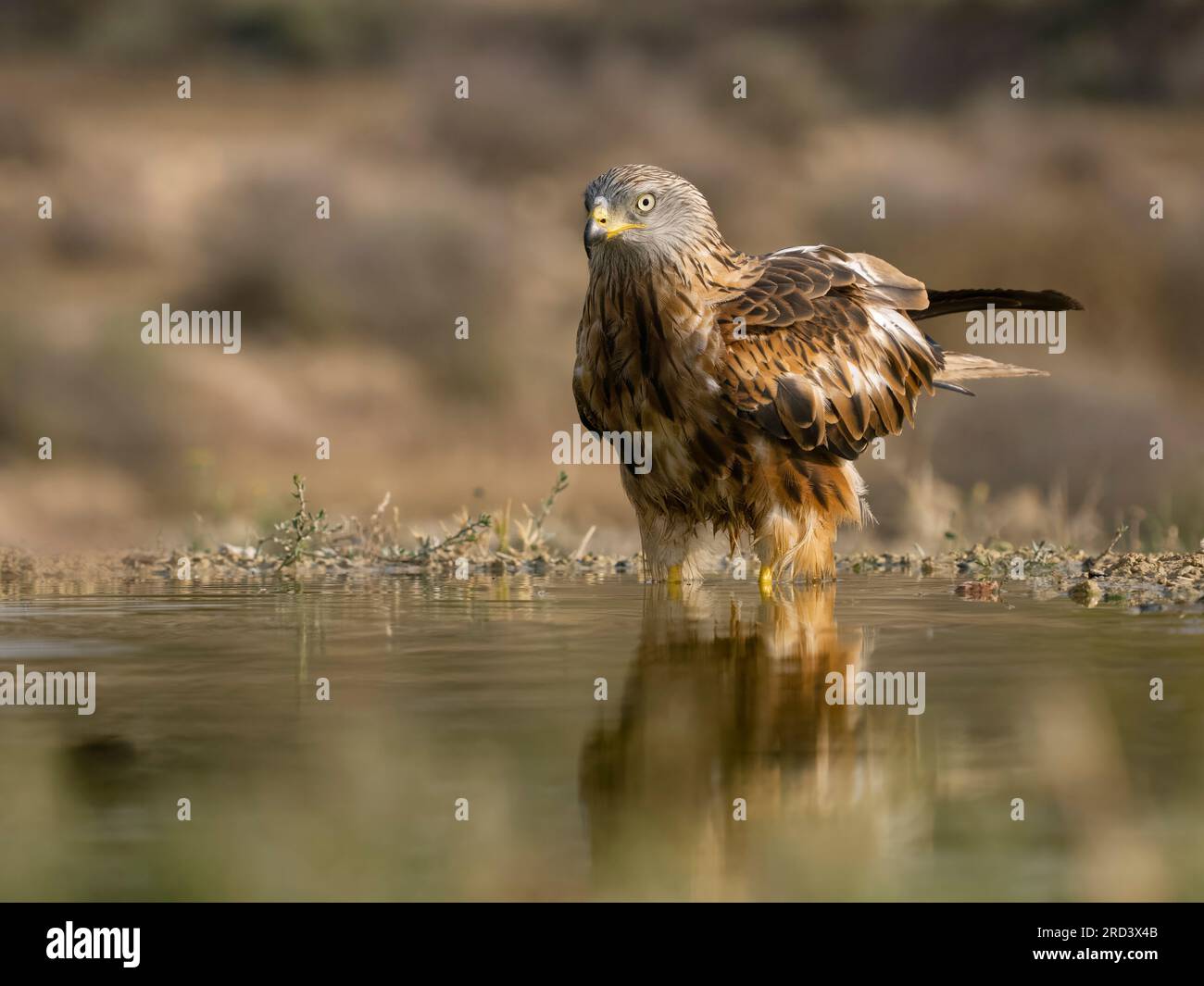 Red kite, Milvus milvus, single bird by water, Spain, July 2023 Stock ...
