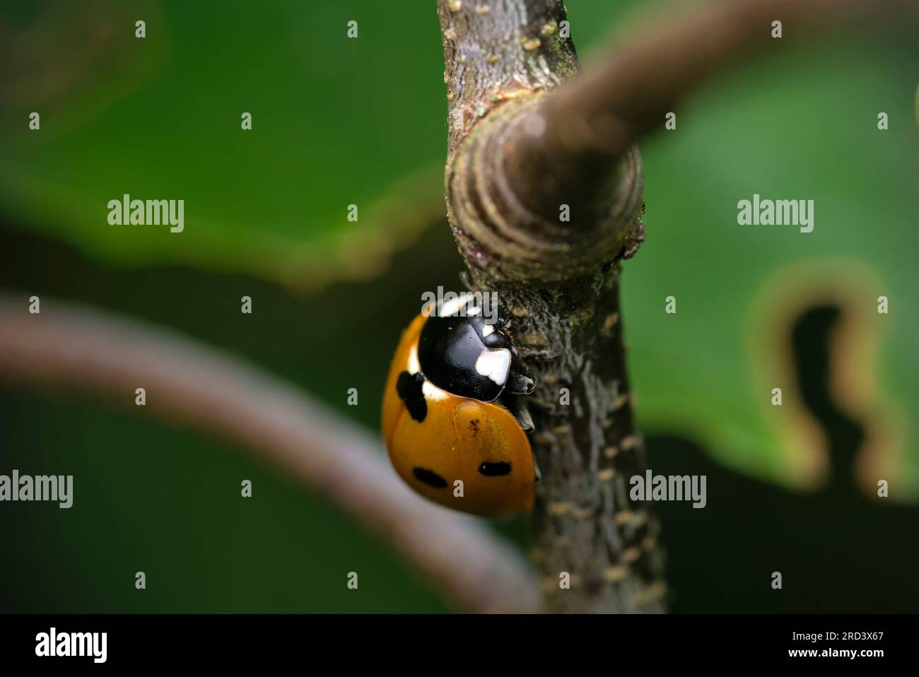 Single seven-spotted ladybug (Coccinella septempunctata) on a branch ...