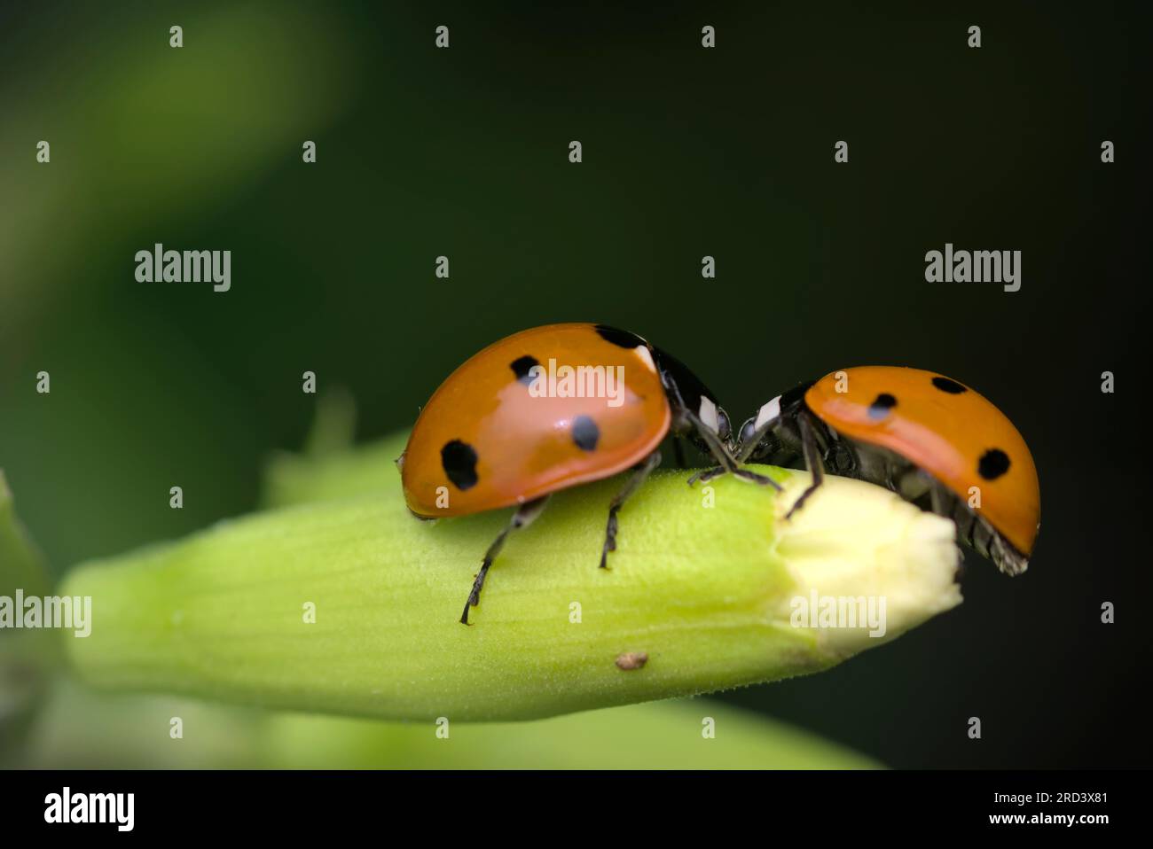 Cute beetle hi-res stock photography and images - Alamy