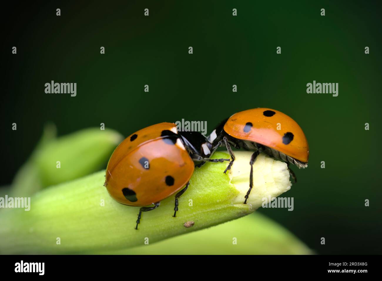 Two Seven-spotted Ladybugs (Coccinella septempunctata) on a plant ...