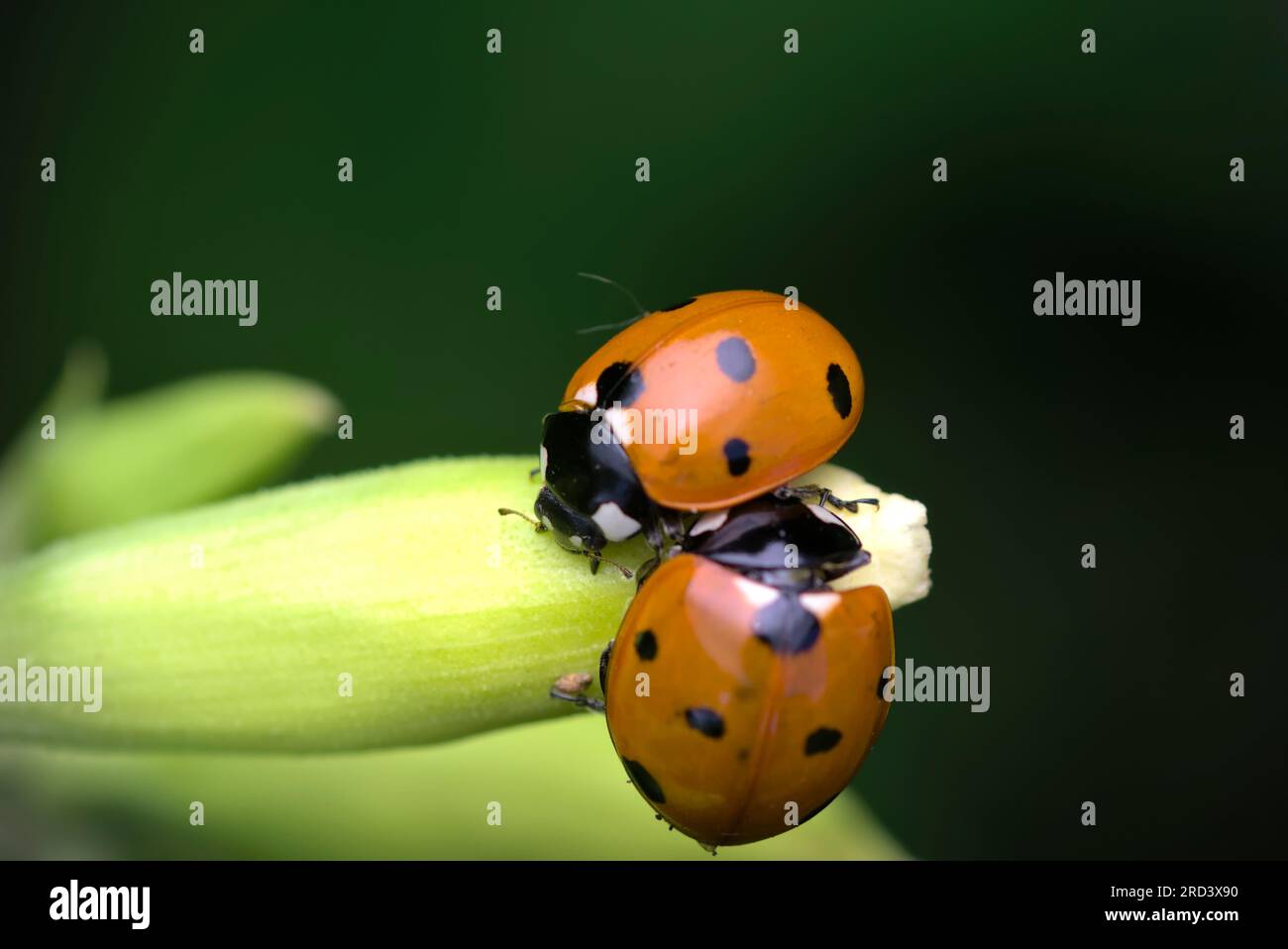 Two Seven-spotted Ladybugs (Coccinella septempunctata) on a plant ...