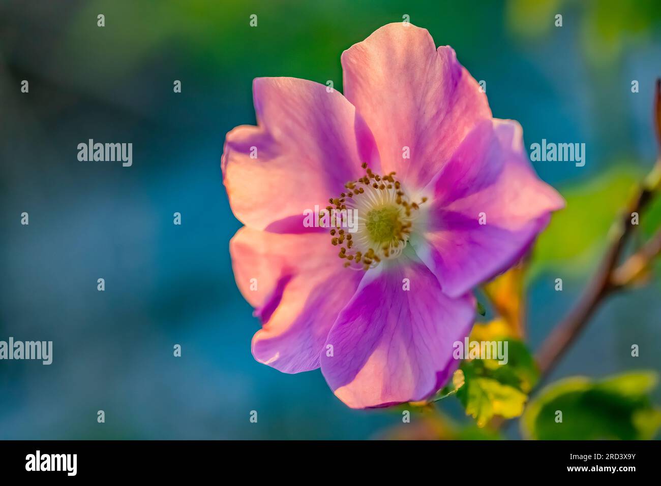 Nootka Rose, Rosa nutkana, blooming on Hobuck Beach, Makah Nation ...