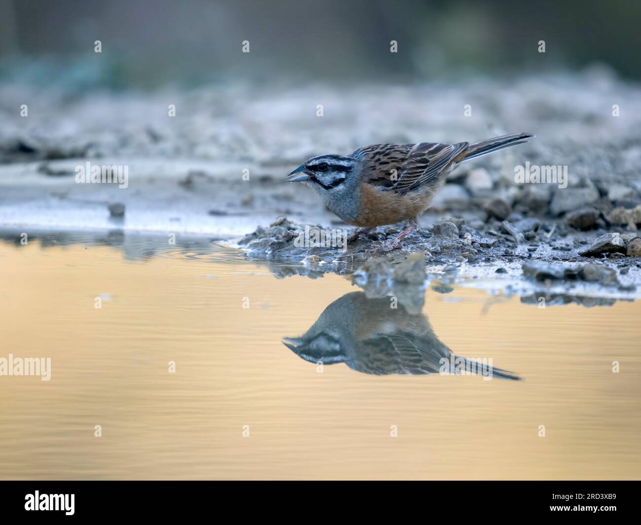 Rock bunting, Emberiza cia, single bird by water, Spain, July 2023 ...