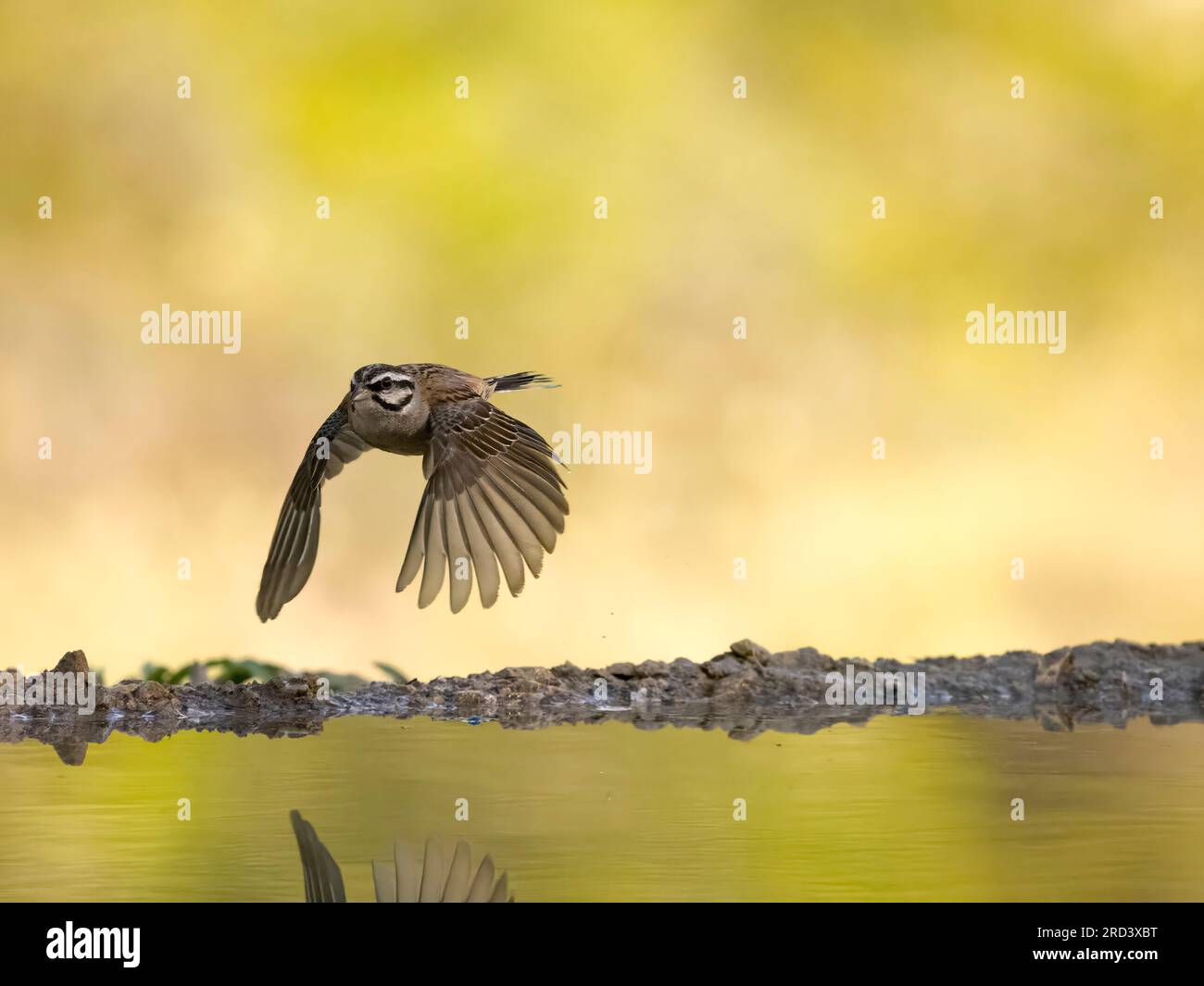 Rock bunting, Emberiza cia, single bird in flight by water, Spain, July ...