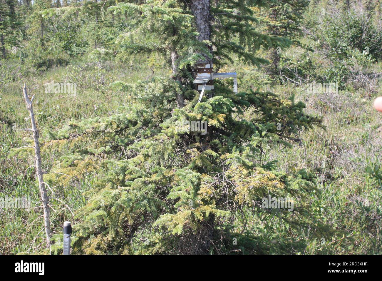 Inuvik, Canada. 03rd July, 2023. A platform attached to a tree helps ...