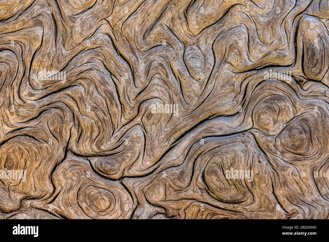 Burl detail of driftwood washed up by winter storms onto Shi Shi Beach ...