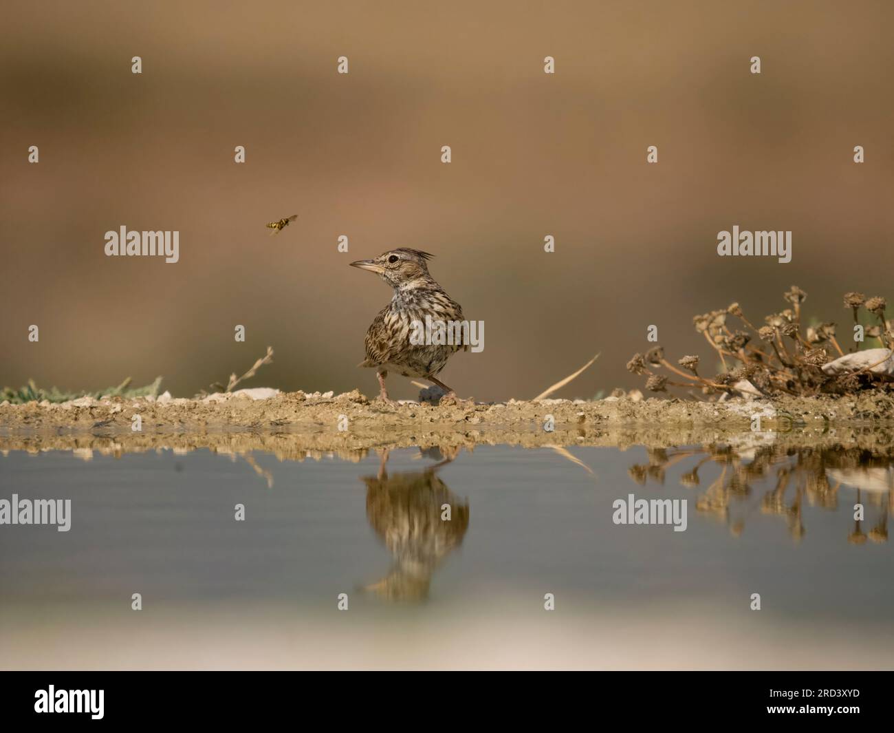 Thekla lark, Galerida theklae, single bird by water, Spain, July 2023 ...