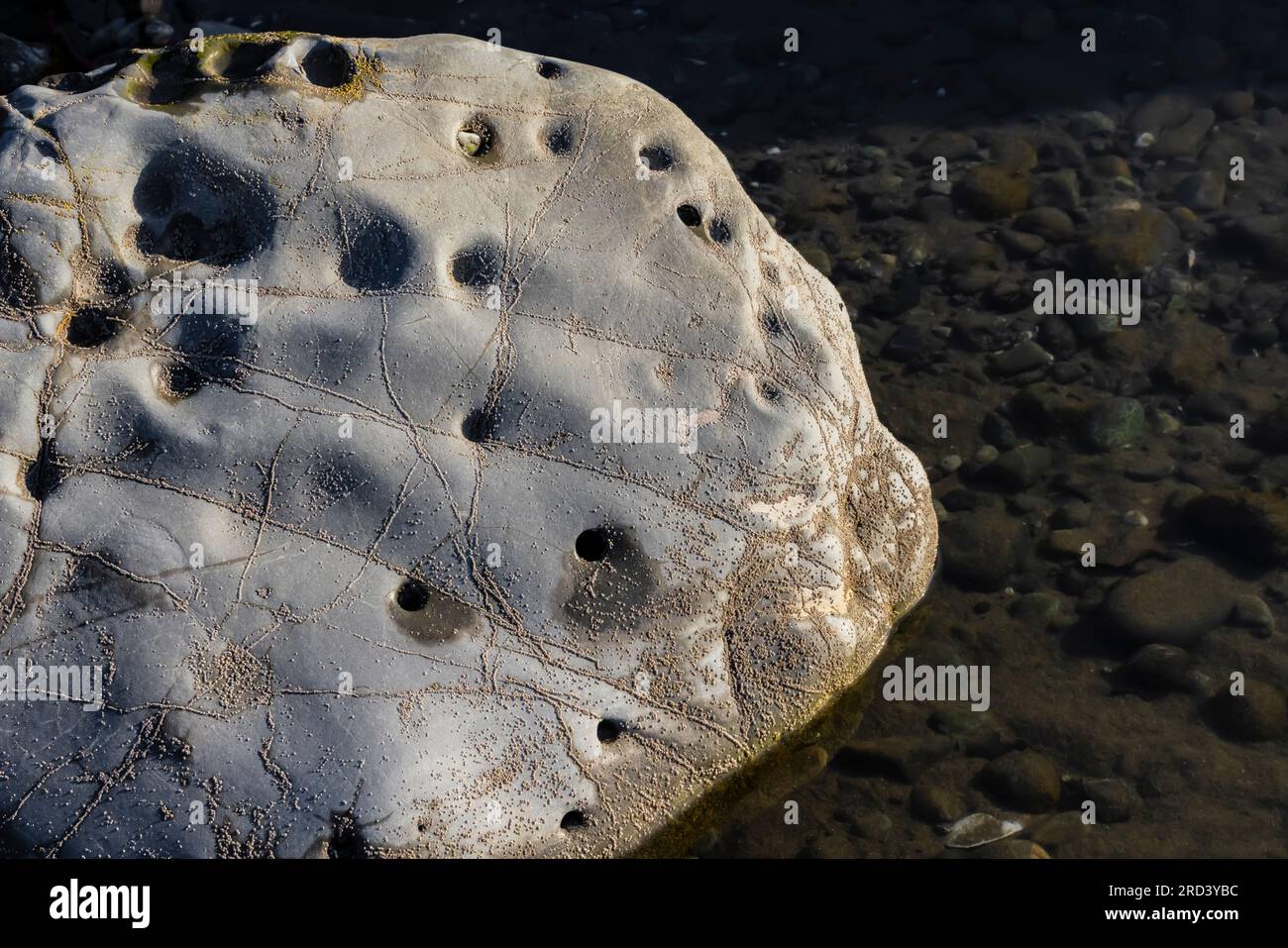 Piddock Clam holes in solid rock on Shi Shi Beach near Point of Arches ...