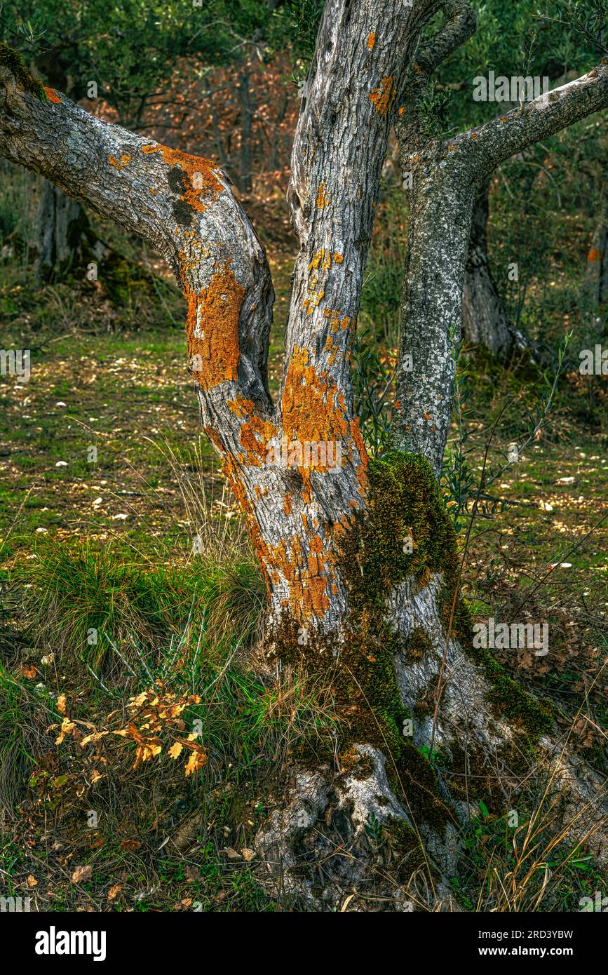 Grove of olive trees with trunks covered with yellow lichens and green ...