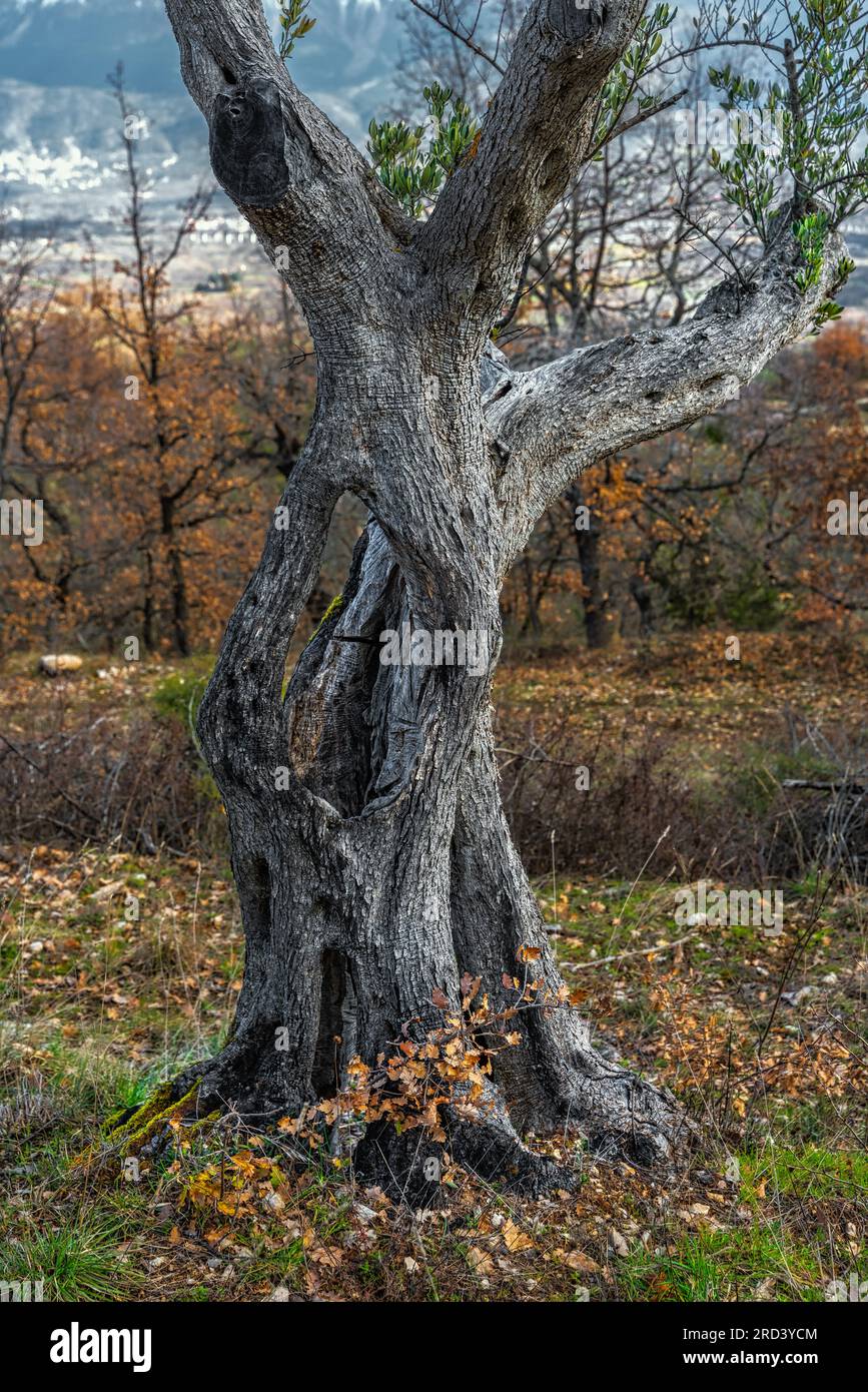 In an olive grove an old olive tree with a broken and hollow trunk ...