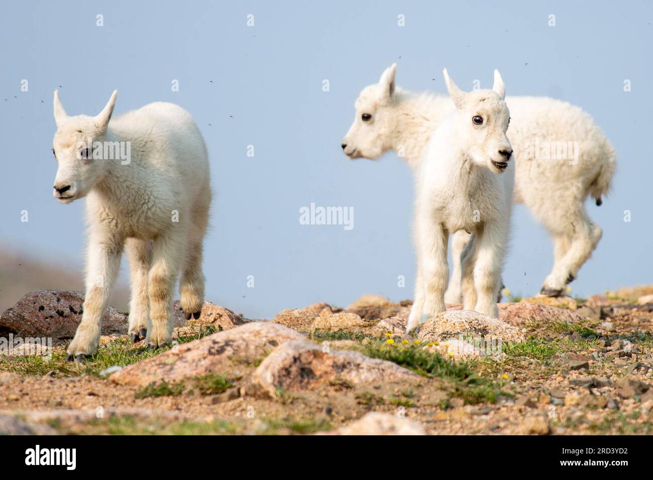 Kid mountain goats at the high pass on the Beartooth Highway at ...