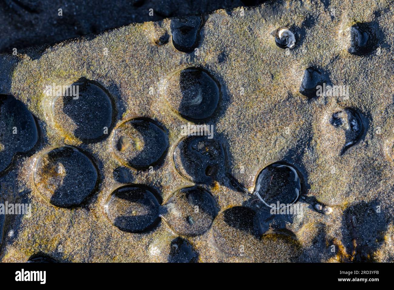 Piddock Clam holes in solid rock on Shi Shi Beach near Point of Arches ...