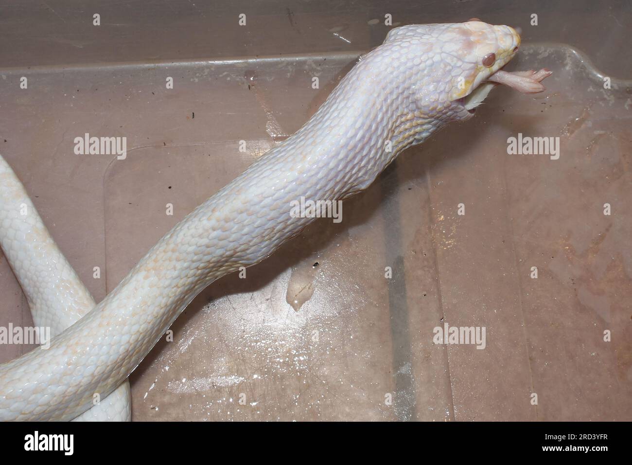 Cornsnake cornsnakes snake hi-res stock photography and images - Alamy