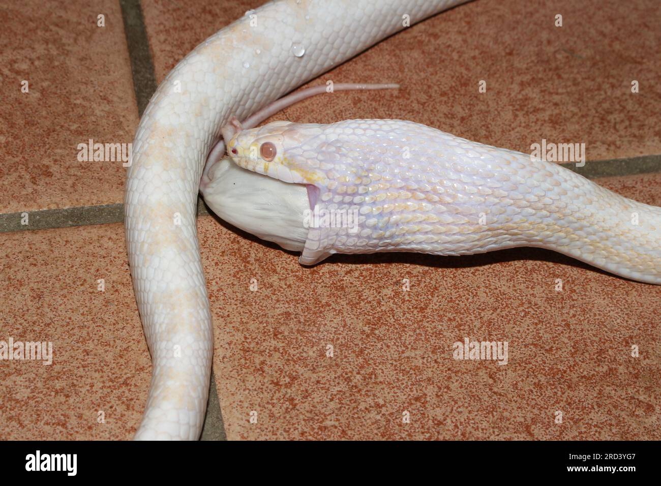 Cornsnake cornsnakes snake hi-res stock photography and images - Alamy