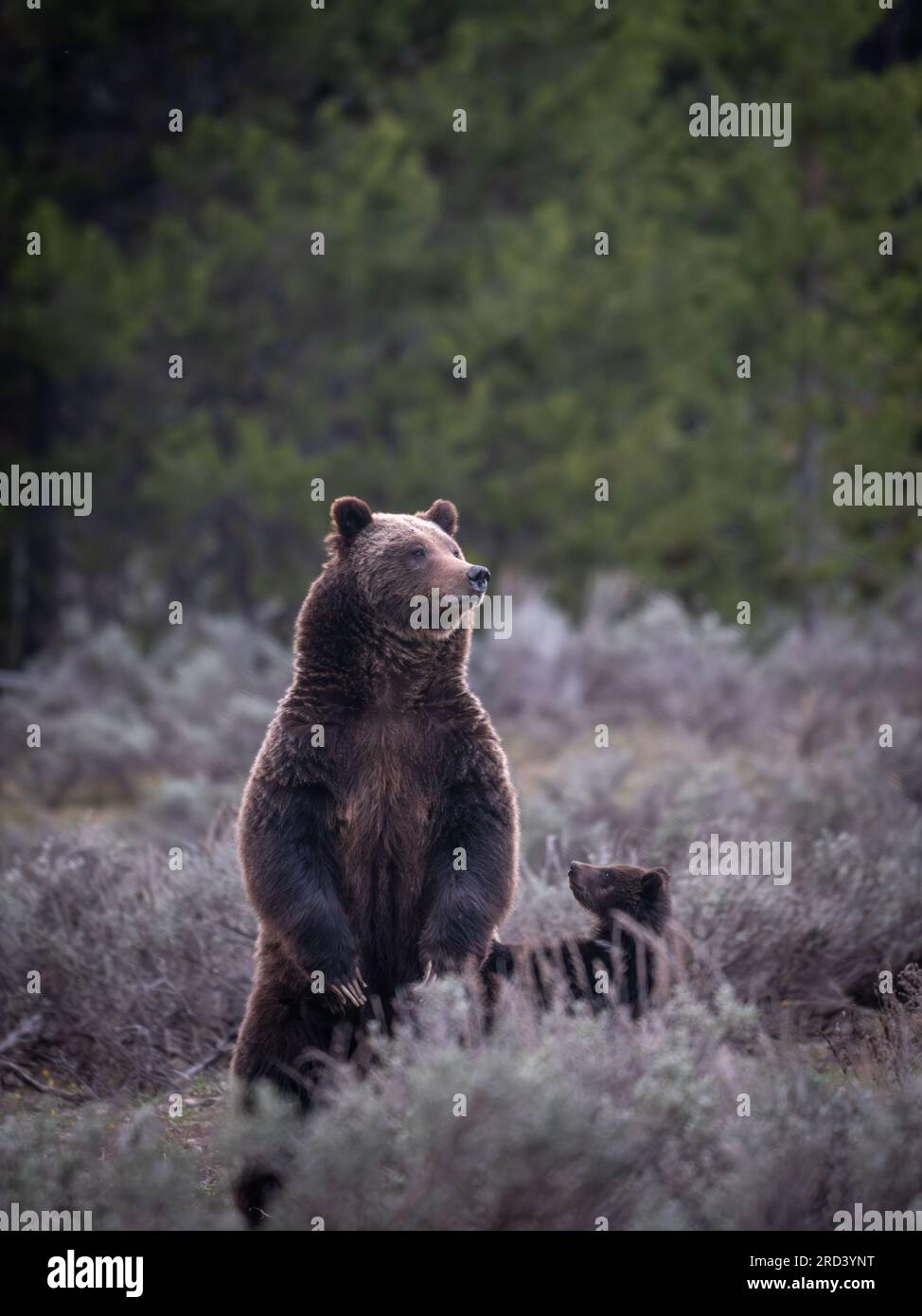 An adult Brown Bear cow known as #399 stands up as she looks at the ...