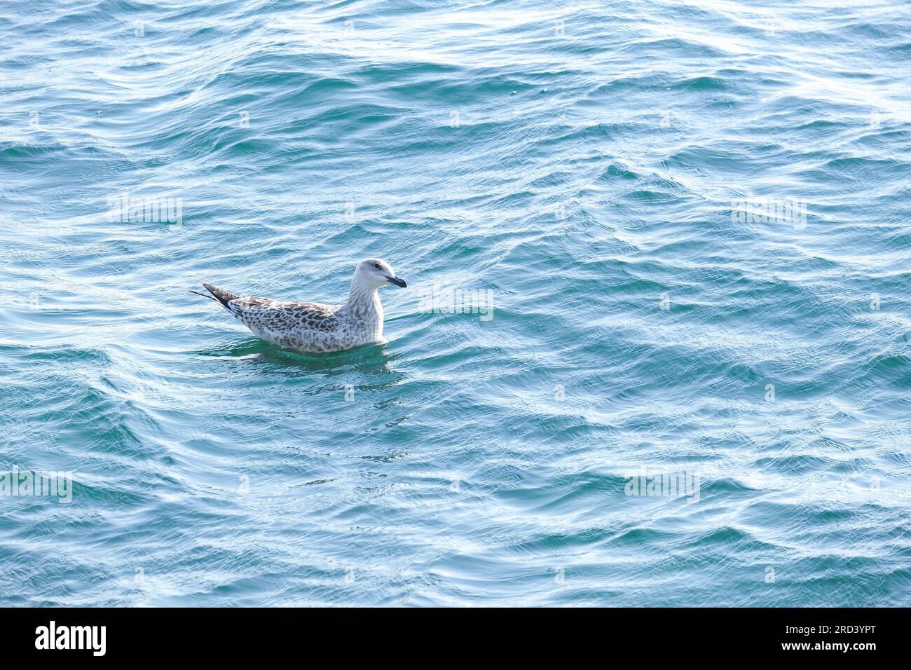 Seagull sitting on the water sea wallpaper background Stock Photo - Alamy