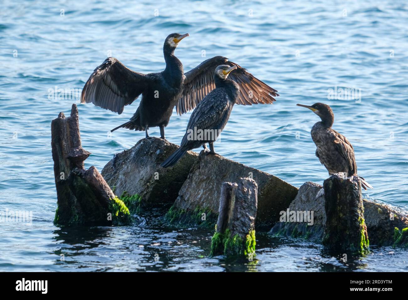 Rock cormorants sitting on pier hi-res stock photography and images - Alamy