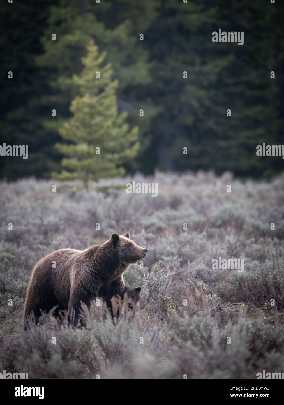 An adult Brown Bear cow known as #399 looks at the crowd of park ...