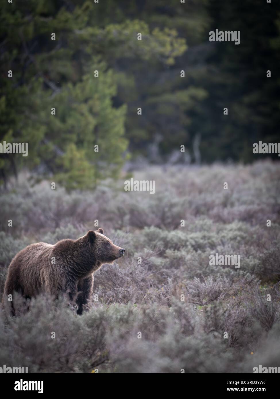 An adult Brown Bear cow known as #399 looks at the crowd of park ...