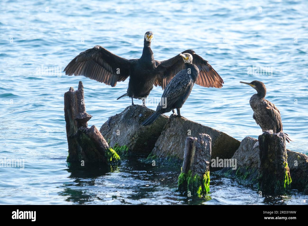 Rock cormorants sitting on pier hi-res stock photography and images - Alamy