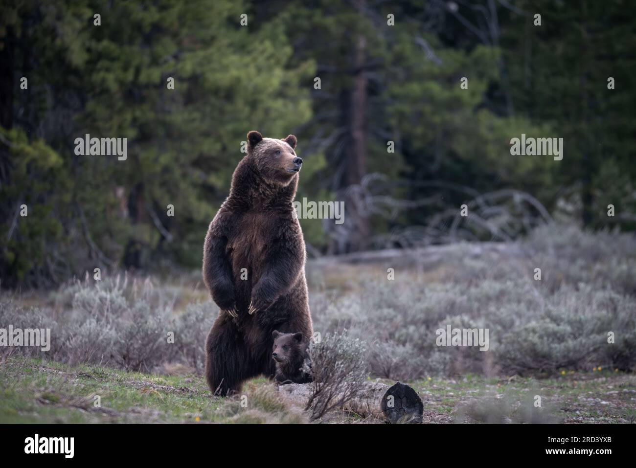 An adult Brown Bear cow known as #399 stands up as she looks at the ...