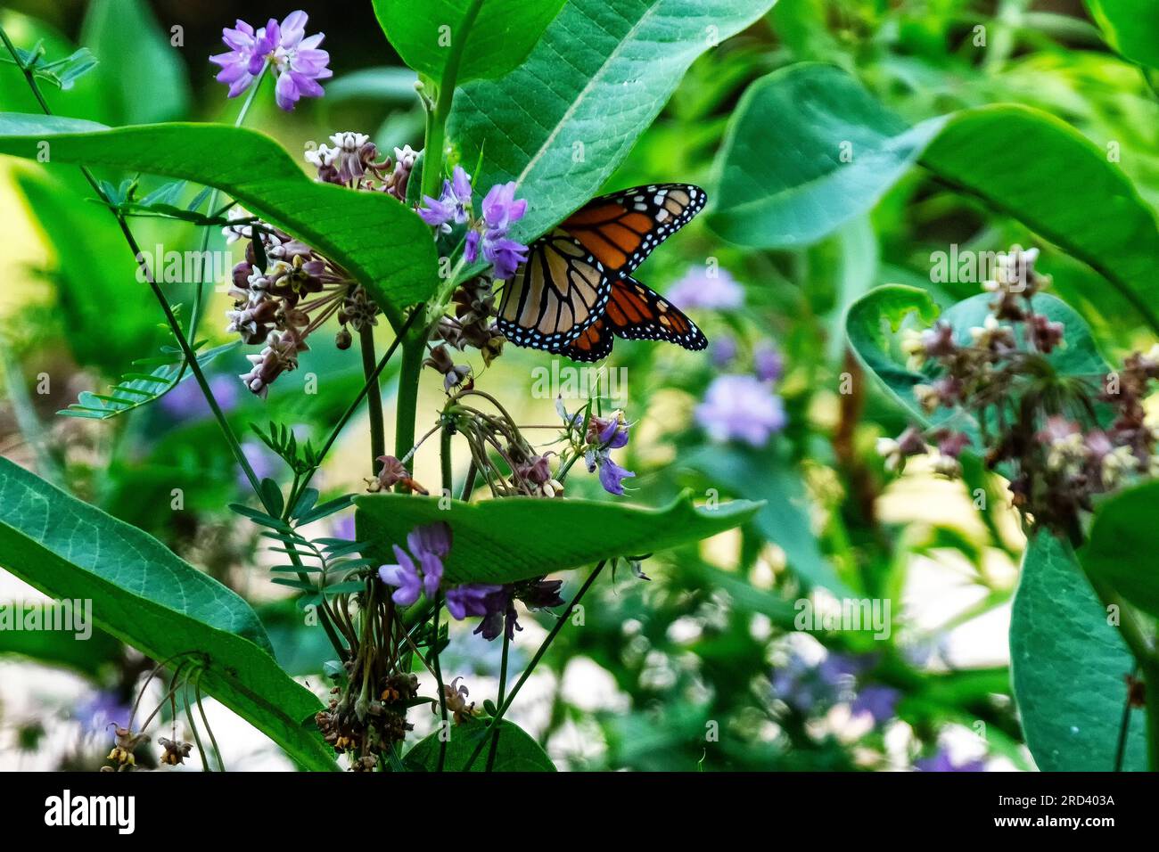 Monarch butterfly in small purple flowers Stock Photo - Alamy