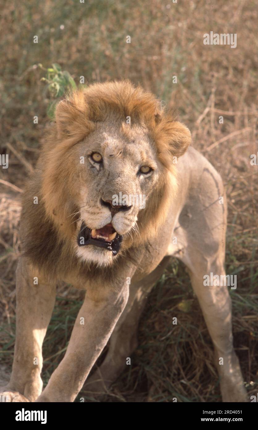 Tanzania and Zanzibar in 1998. Lifestyle, culture and wildlife ...