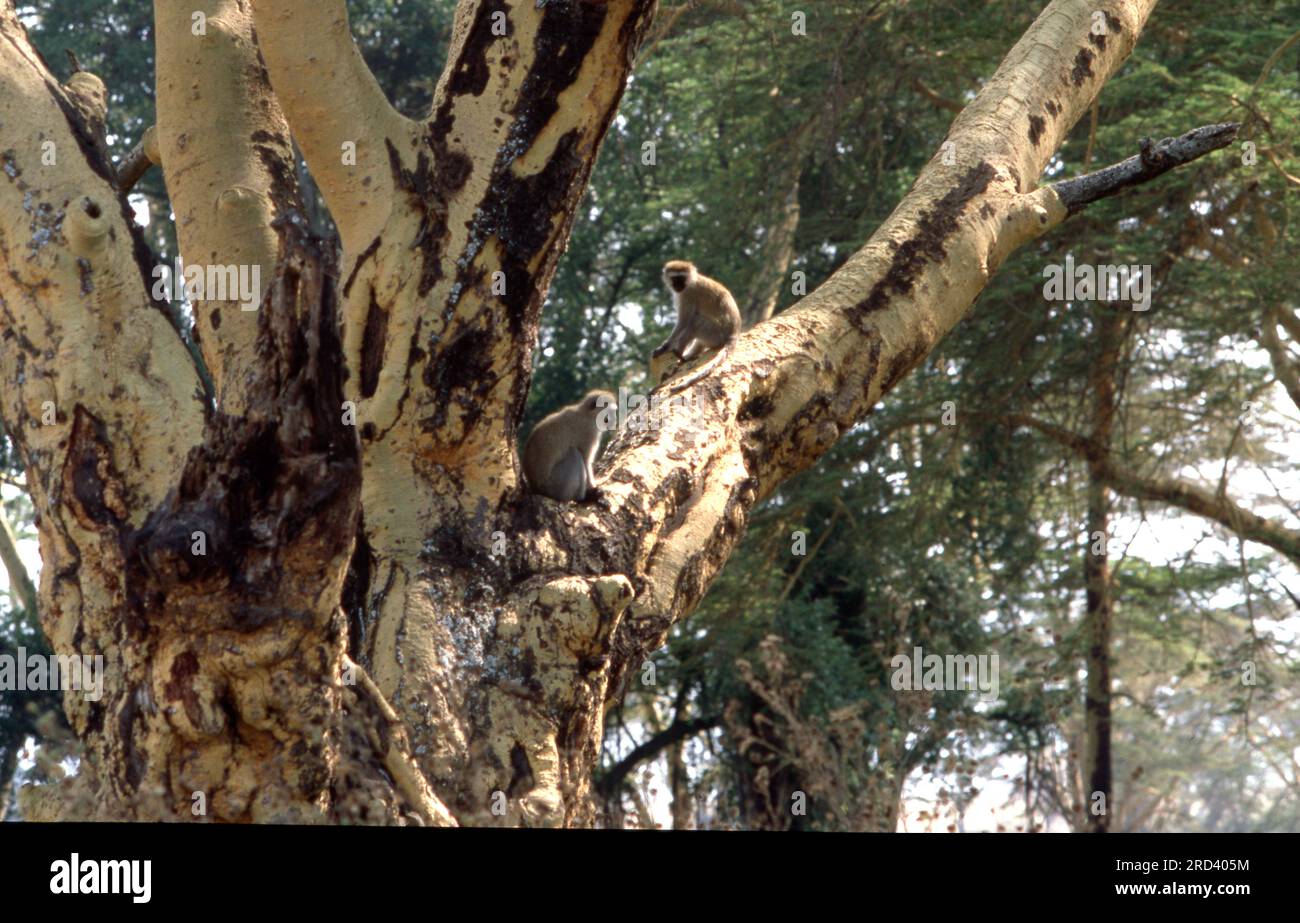 Tanzania and Zanzibar in 1998. Lifestyle, culture and wildlife ...