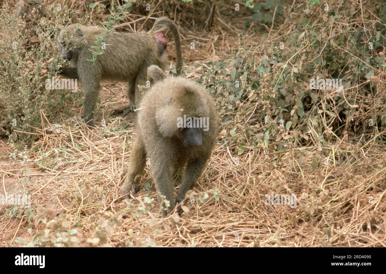 Tanzania and Zanzibar in 1998. Lifestyle, culture and wildlife ...