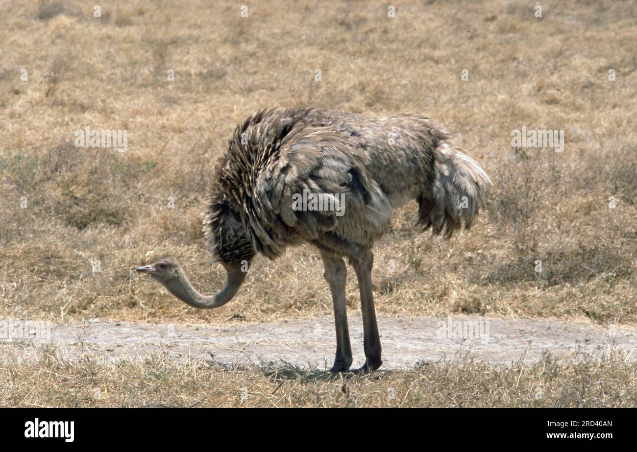 Tanzania and Zanzibar in 1998. Lifestyle, culture and wildlife ...