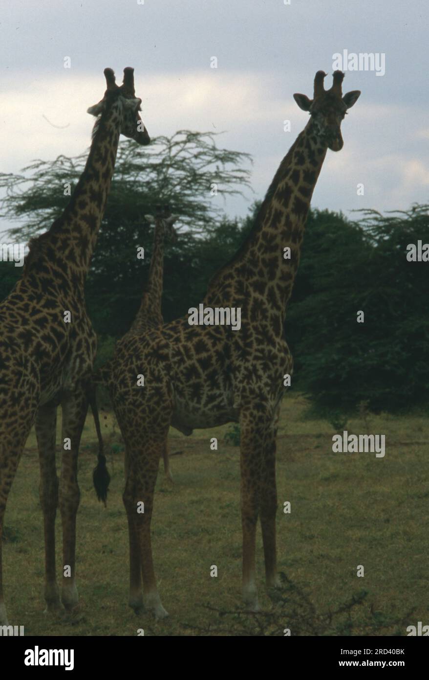 Tanzania and Zanzibar in 1998. Lifestyle, culture and wildlife ...