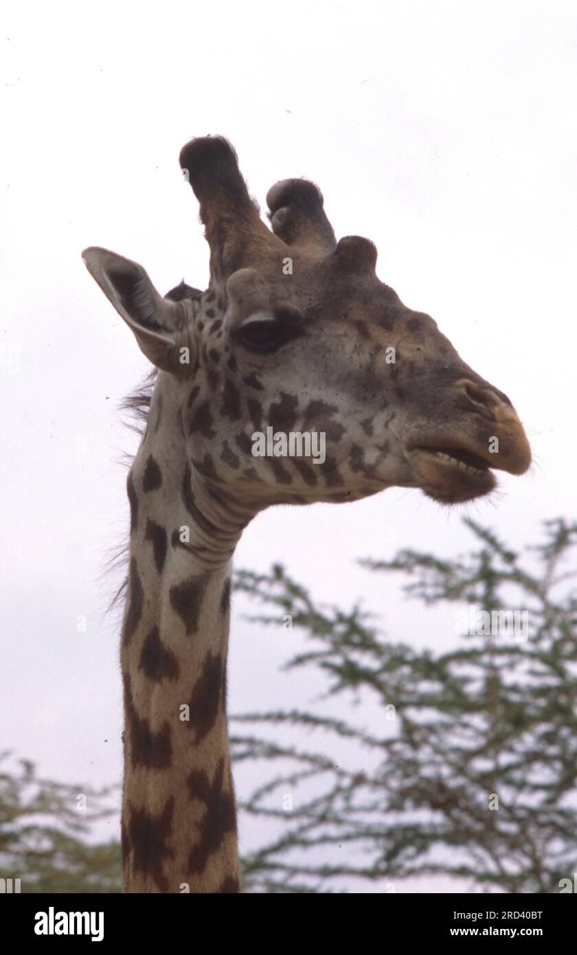 Tanzania and Zanzibar in 1998. Lifestyle, culture and wildlife ...