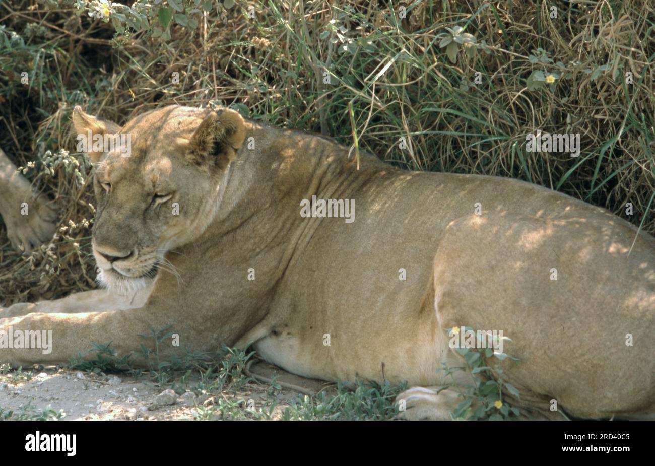 Tanzania and Zanzibar in 1998. Lifestyle, culture and wildlife ...