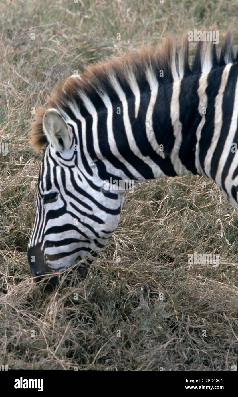 Tanzania and Zanzibar in 1998. Lifestyle, culture and wildlife ...