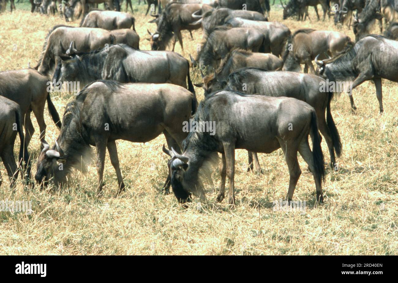 Tanzania and Zanzibar in 1998. Lifestyle, culture and wildlife ...