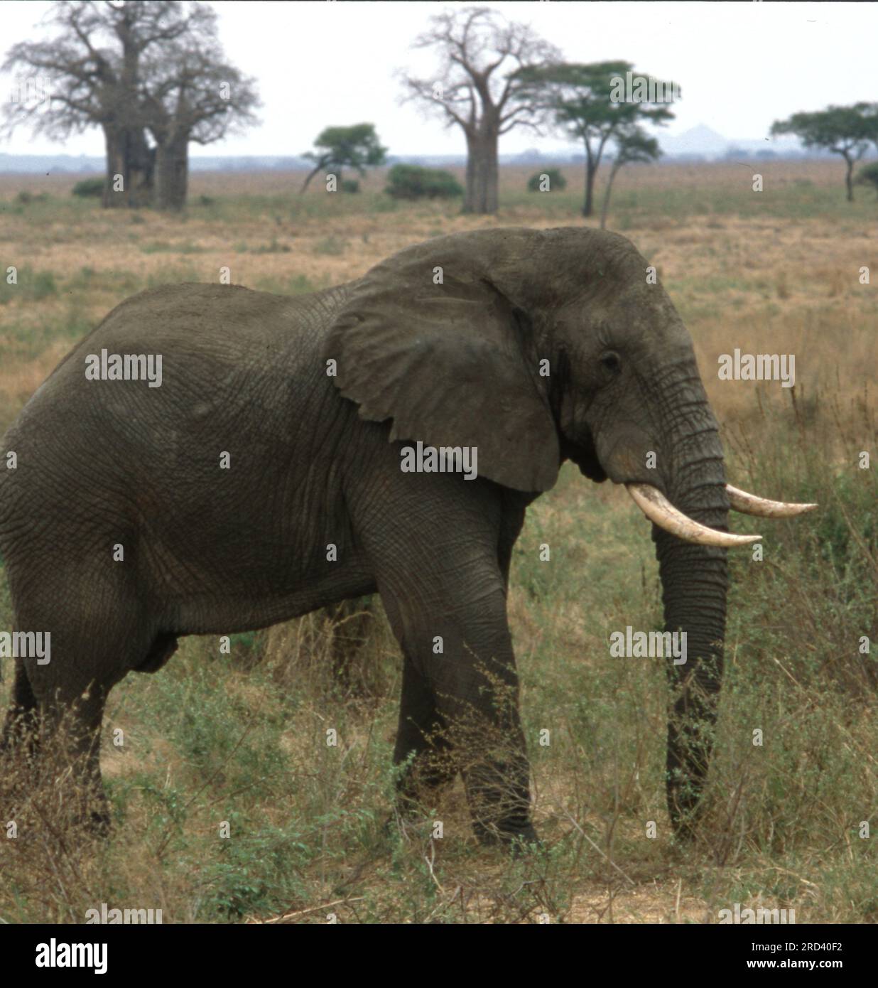 Tanzania and Zanzibar in 1998. Lifestyle, culture and wildlife ...