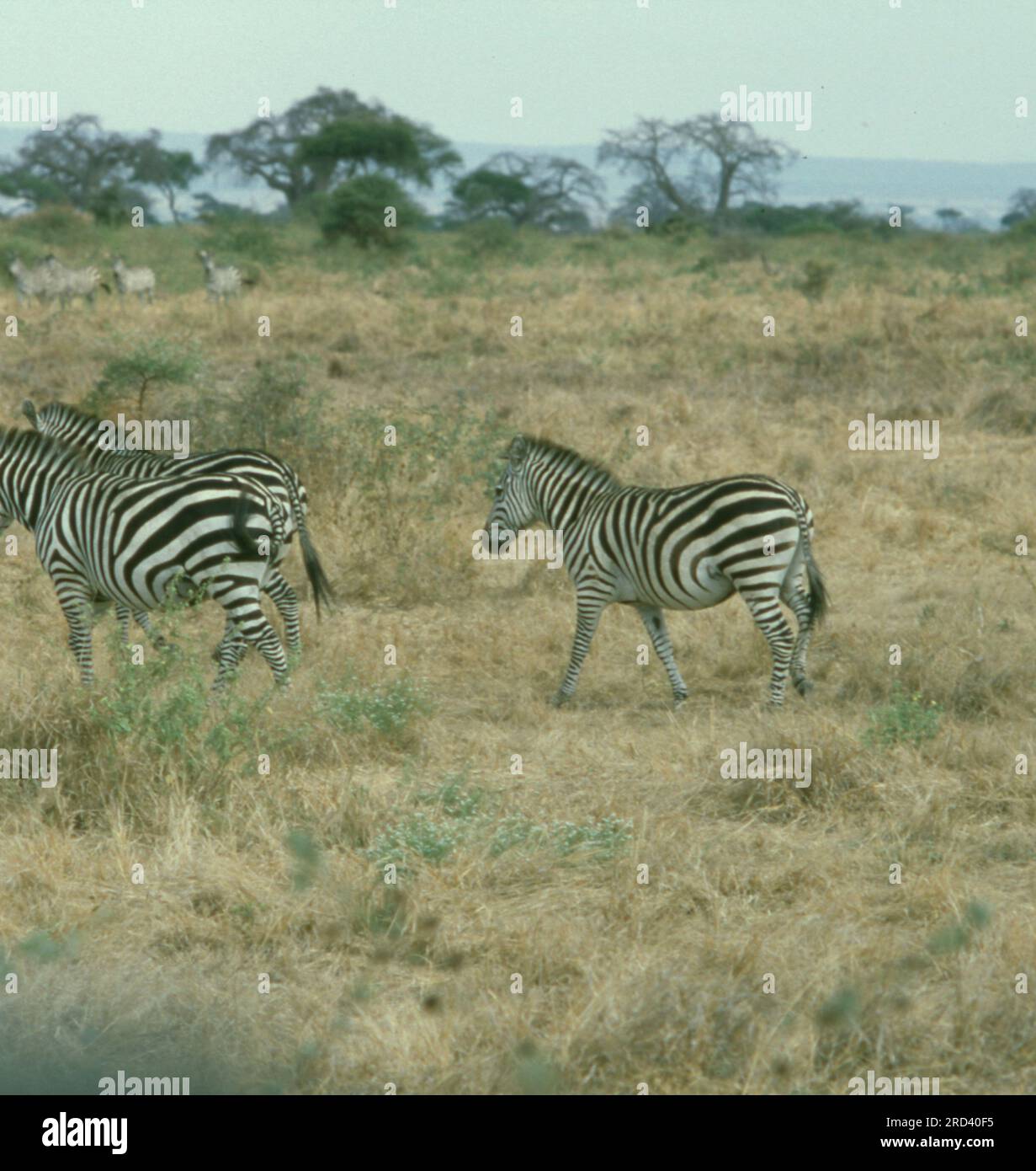 Tanzania and Zanzibar in 1998. Lifestyle, culture and wildlife ...
