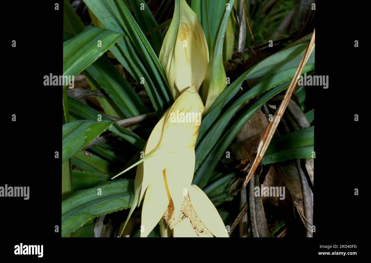 Tanzania and Zanzibar in 1998. Lifestyle, culture and wildlife ...