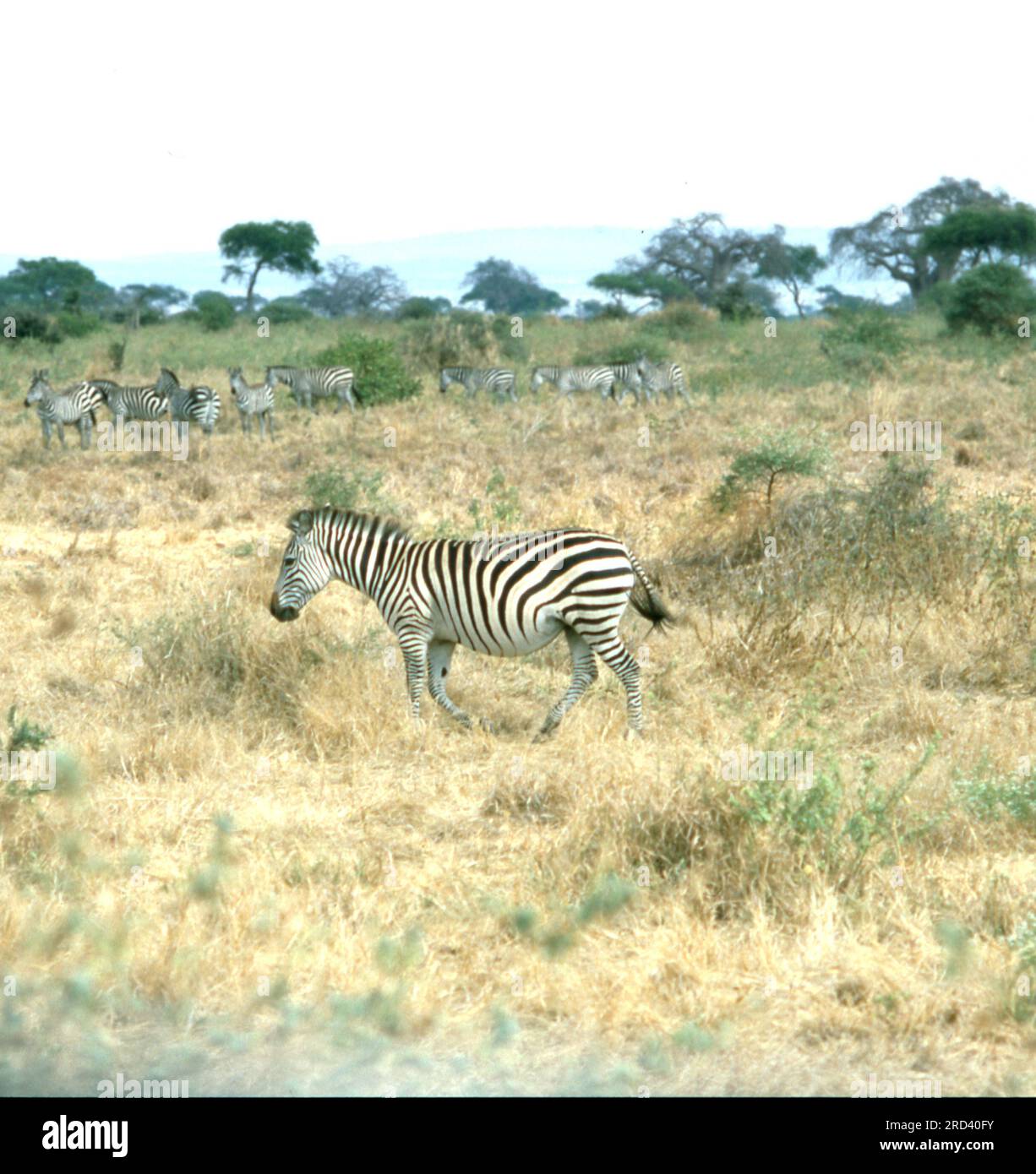 Tanzania and Zanzibar in 1998. Lifestyle, culture and wildlife ...
